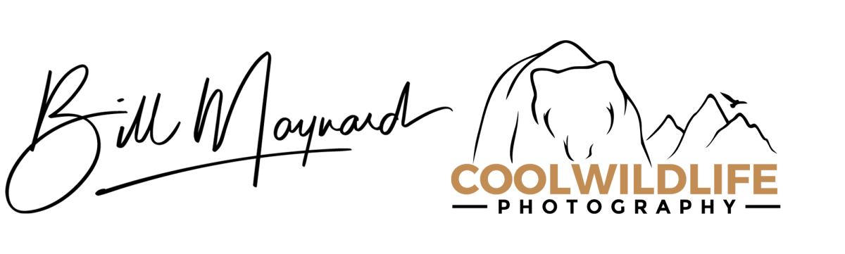 Coolwildlife - Journal of Wildlife Photography