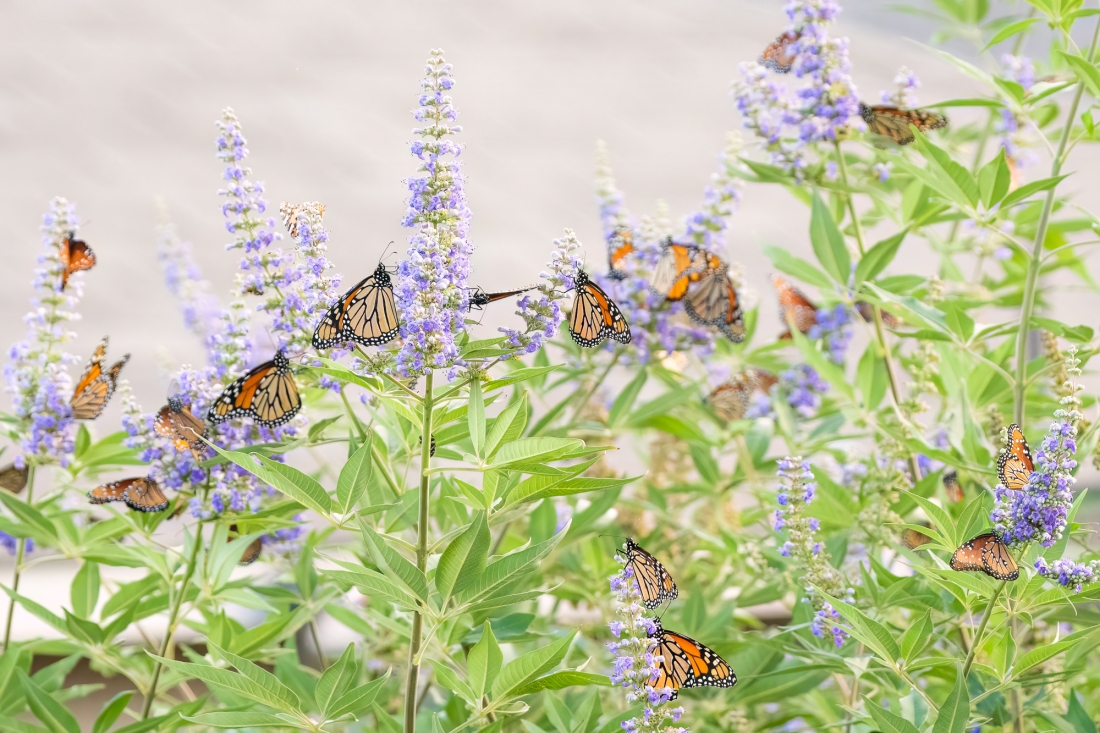 Putting Biodiversity Back in Portfolios - Journal of Wildlife Photography