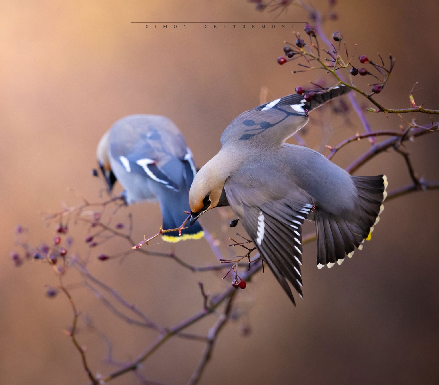 Simon D'entremont: Wildlife Essentials - Journal of Wildlife Photography