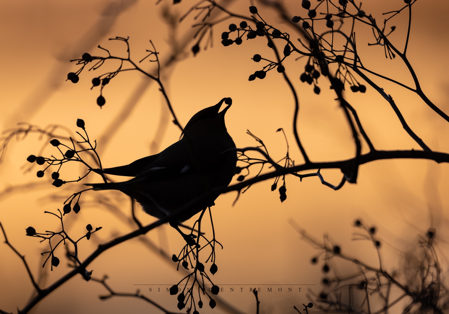 Simon D'entremont: Wildlife Essentials - Journal of Wildlife Photography