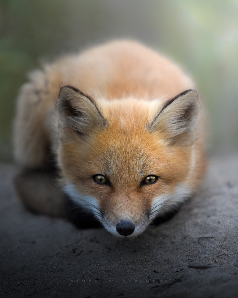 Simon D'entremont: Wildlife Essentials - Journal of Wildlife Photography