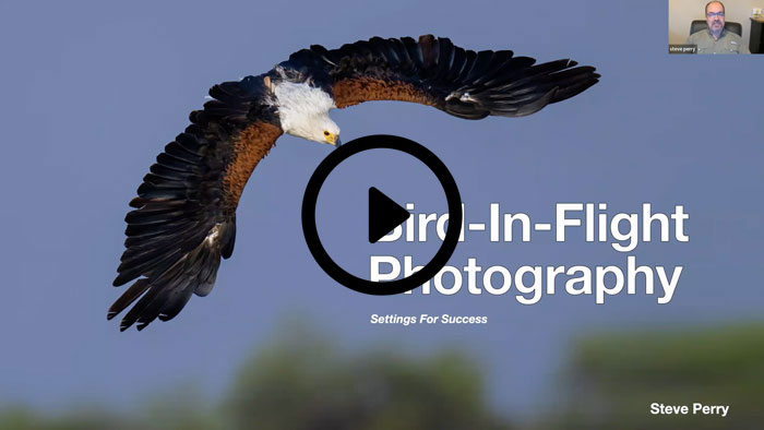 FB Steve Perry Bird in Flight - Journal of Wildlife Photography