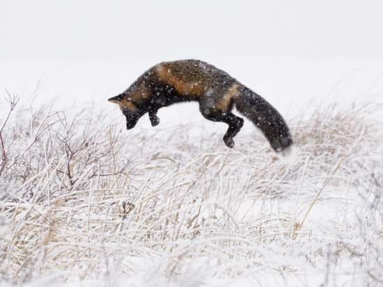 Simon d’Entremont's 10-Photo Challenge 2023 Winners - Journal of ...