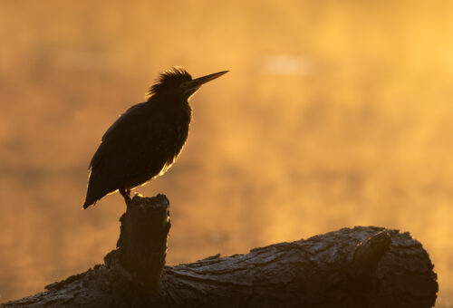 Simon d’Entremont's 10-Photo Challenge 2023 Winners - Journal of ...