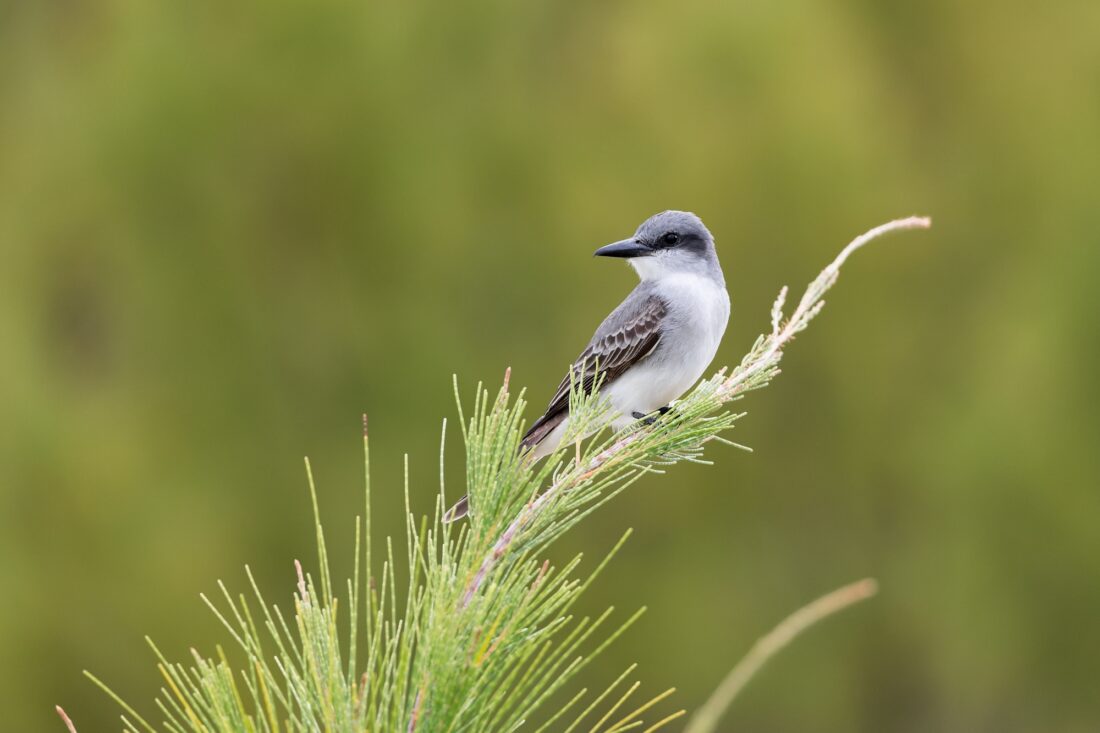 Simon d’Entremont's 10-Photo Challenge 2023 Winners - Journal of ...