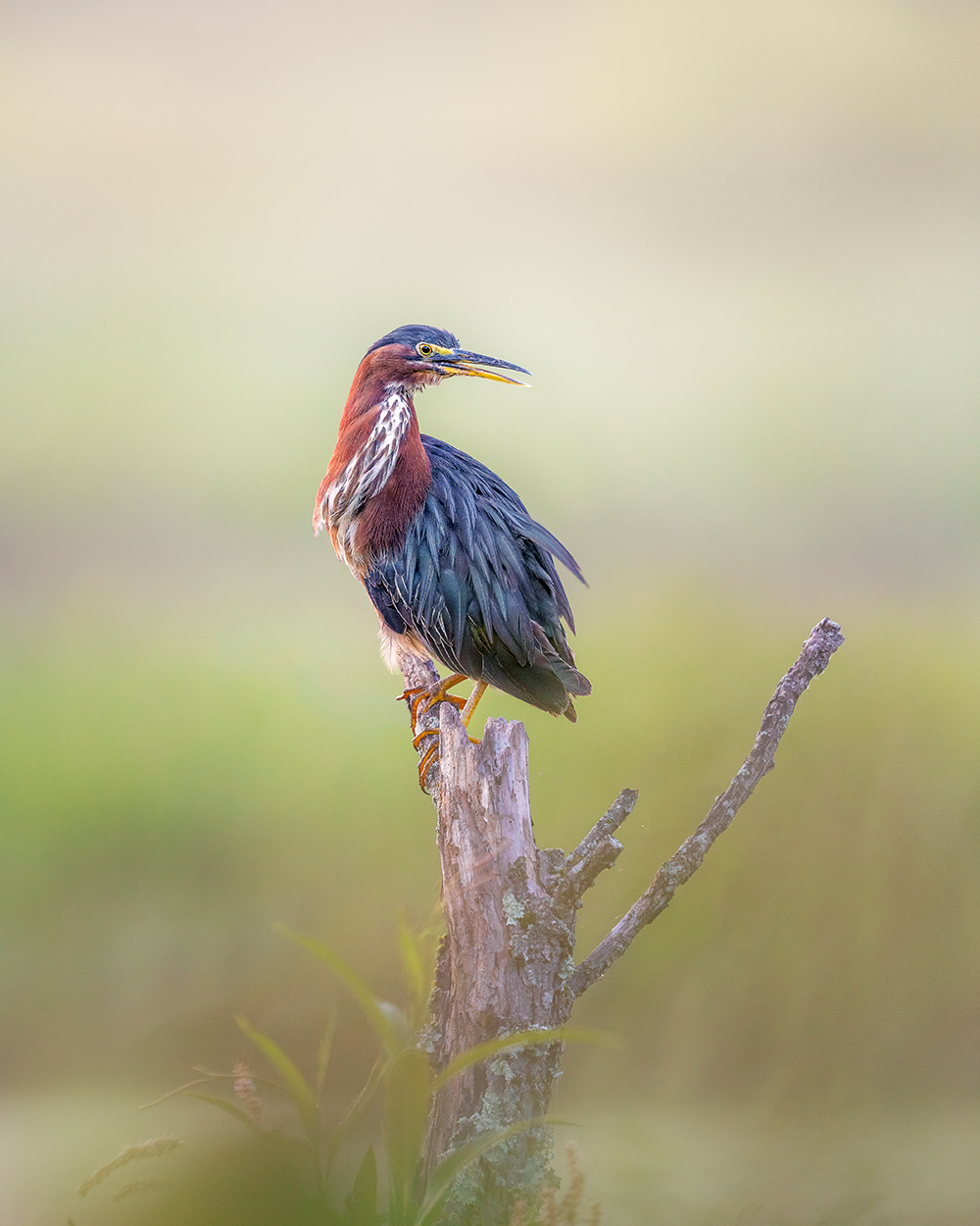 Isaac - Journal of Wildlife Photography