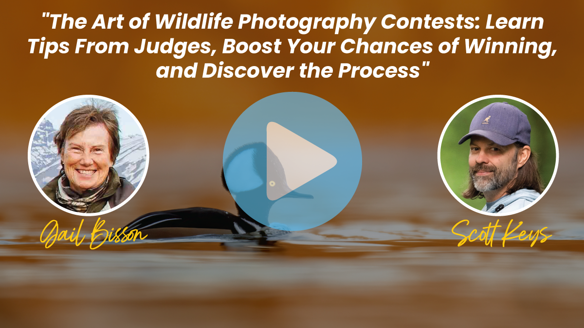The Art of Wildlife Photography Contests: Learn Tips From Judges, Boost ...