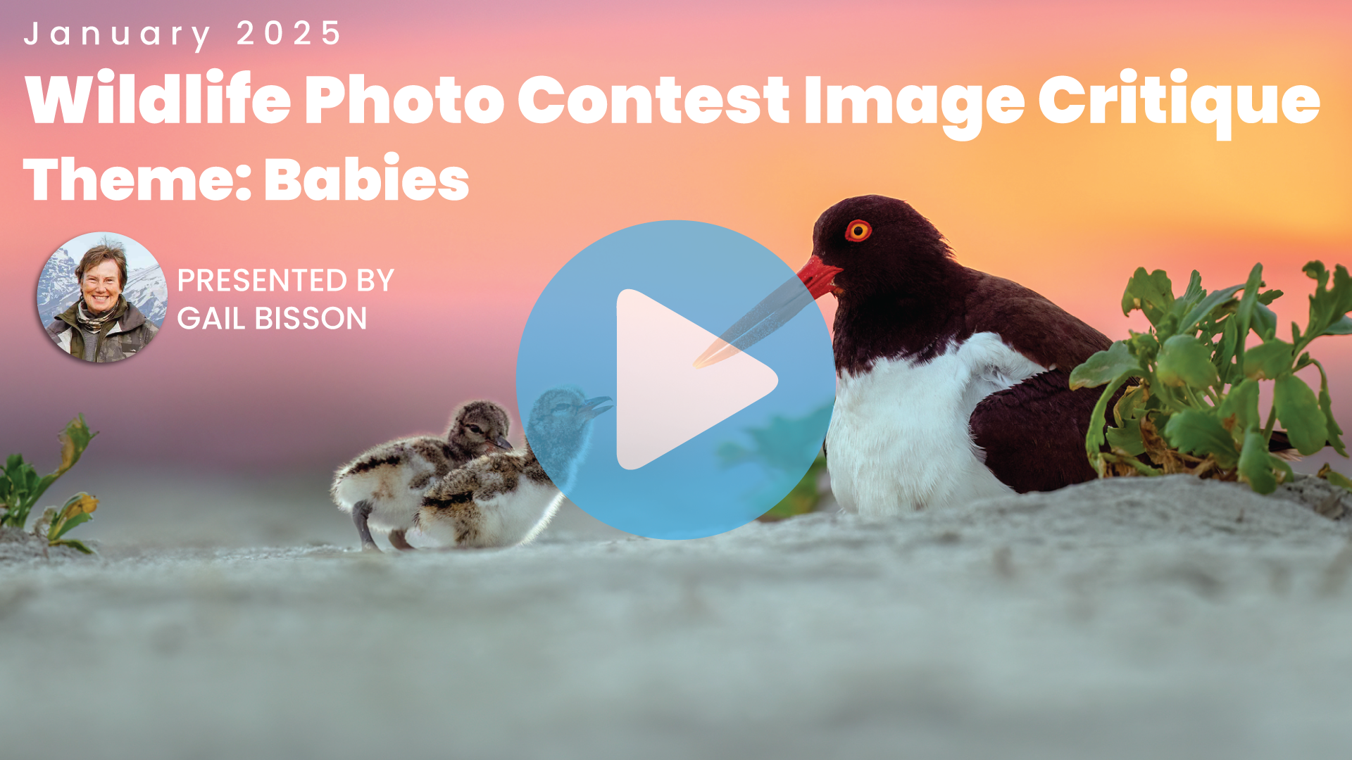 January 2025 Photo Contest Image Critique - Journal of Wildlife Photography