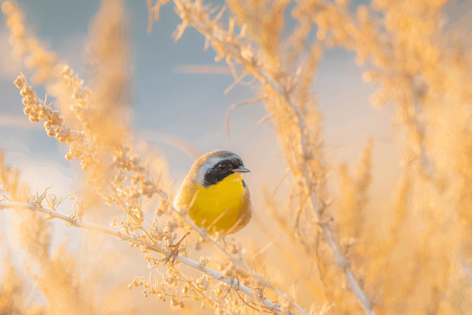 March 2025 Wildlife Photography Contest Beginner Winner - Journal of ...