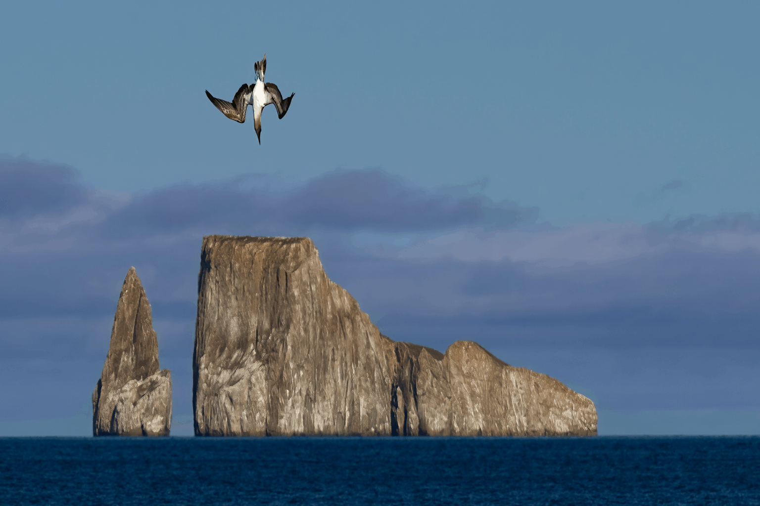 Wildlife Photography Contest - Journal of Wildlife Photography