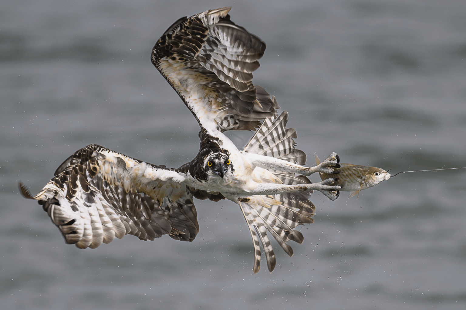 Wildlife Photography Contest - Journal of Wildlife Photography