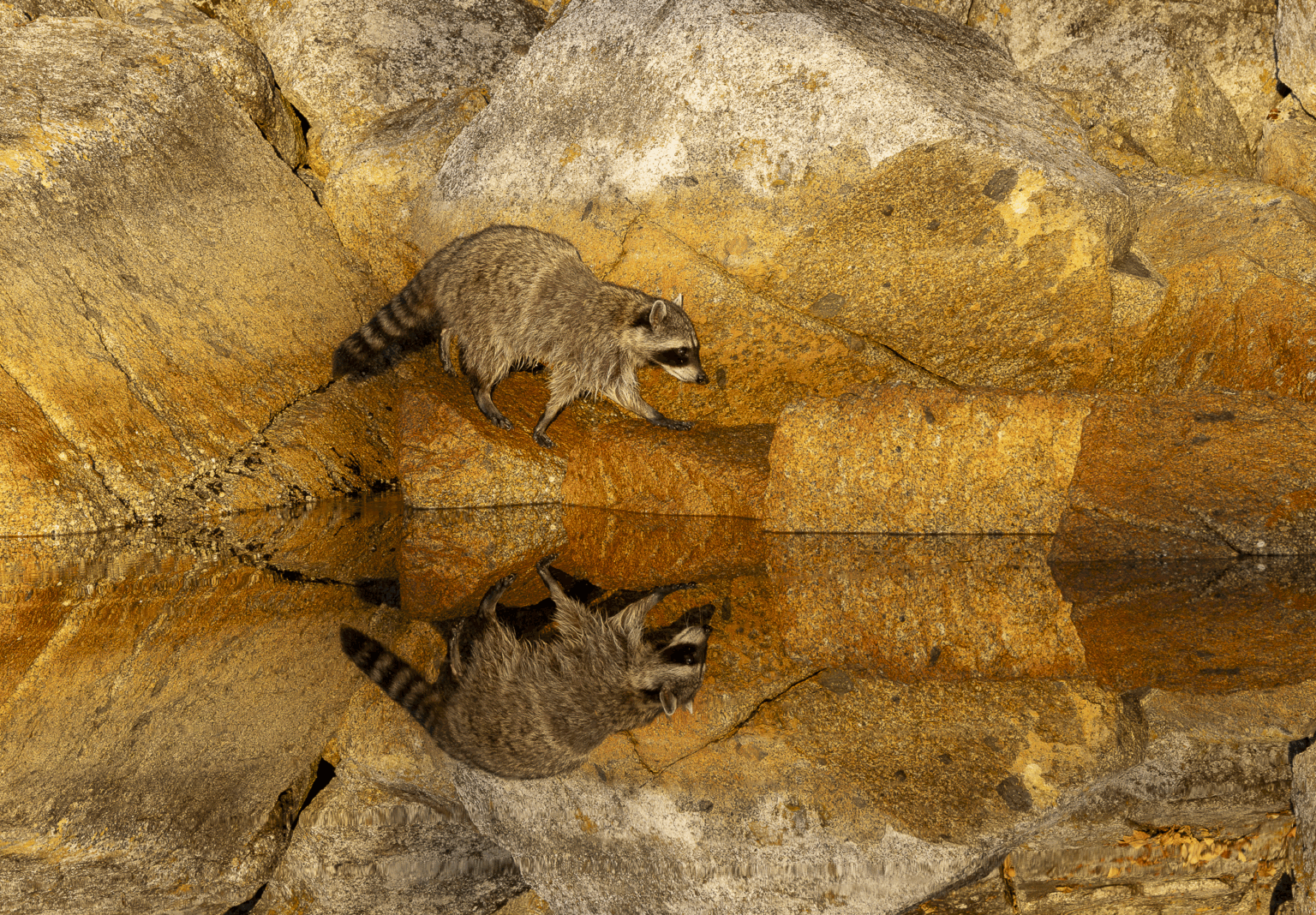 Wildlife Photography Contest - Journal of Wildlife Photography