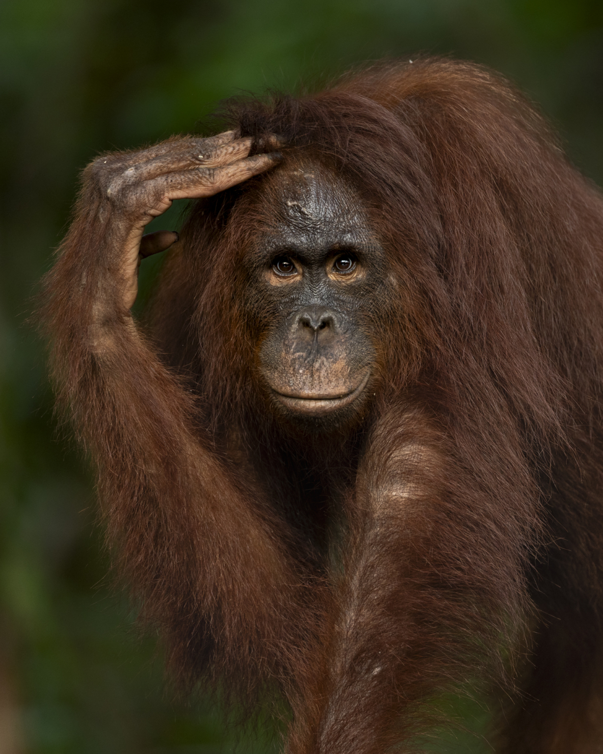 Wildlife Photography Contest - Journal of Wildlife Photography