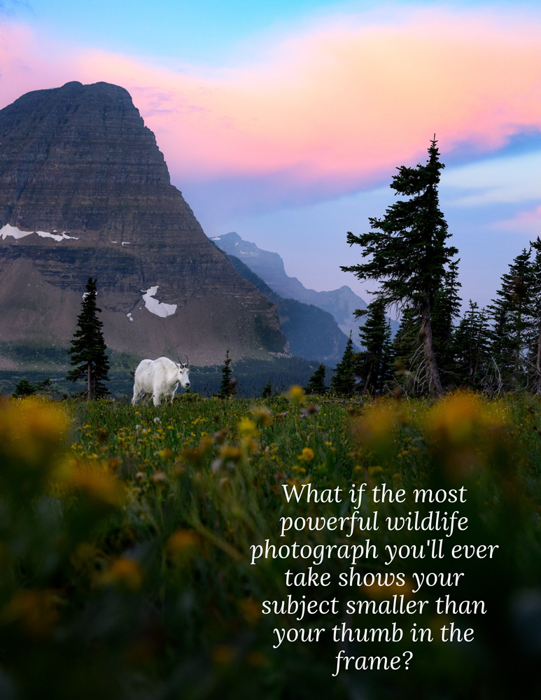 Summer 2025 - Journal of Wildlife Photography
