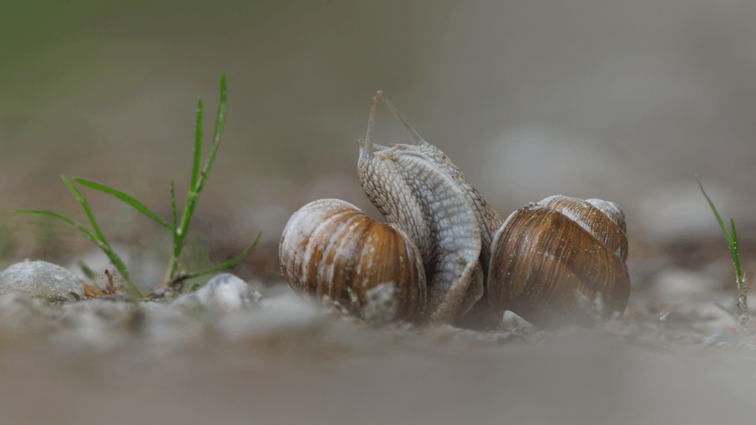 Wildlife Photography Contest - Journal of Wildlife Photography