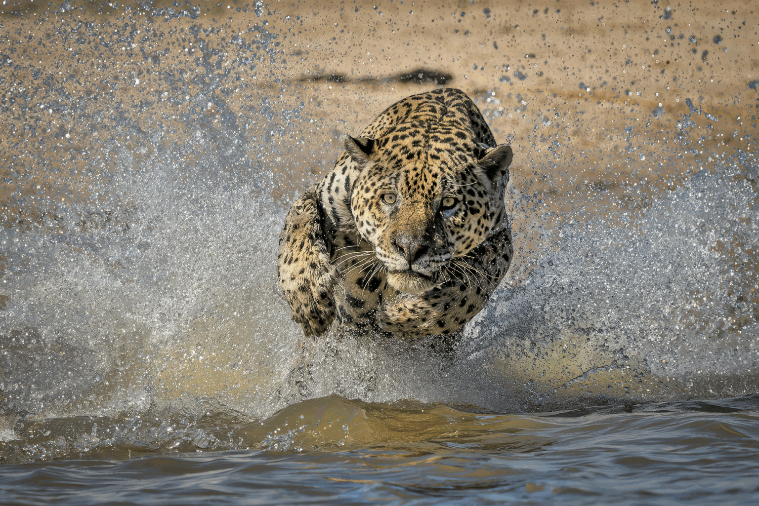 Wildlife Photography Contest - Journal of Wildlife Photography