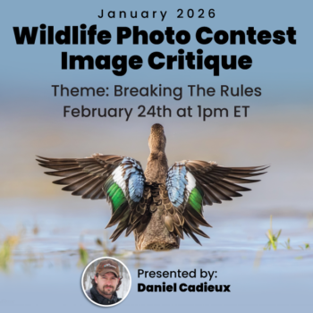 Photo Contest Image Critiques - Journal of Wildlife Photography