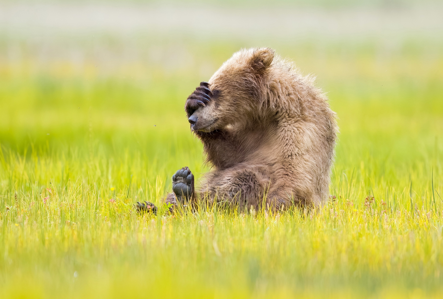 Wildlife Photography Contest - Journal of Wildlife Photography