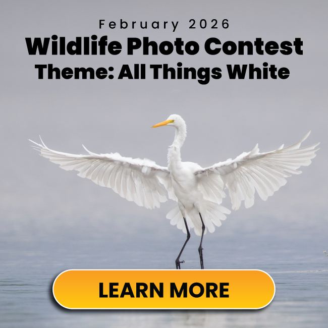 February 2026 - Journal of Wildlife Photography