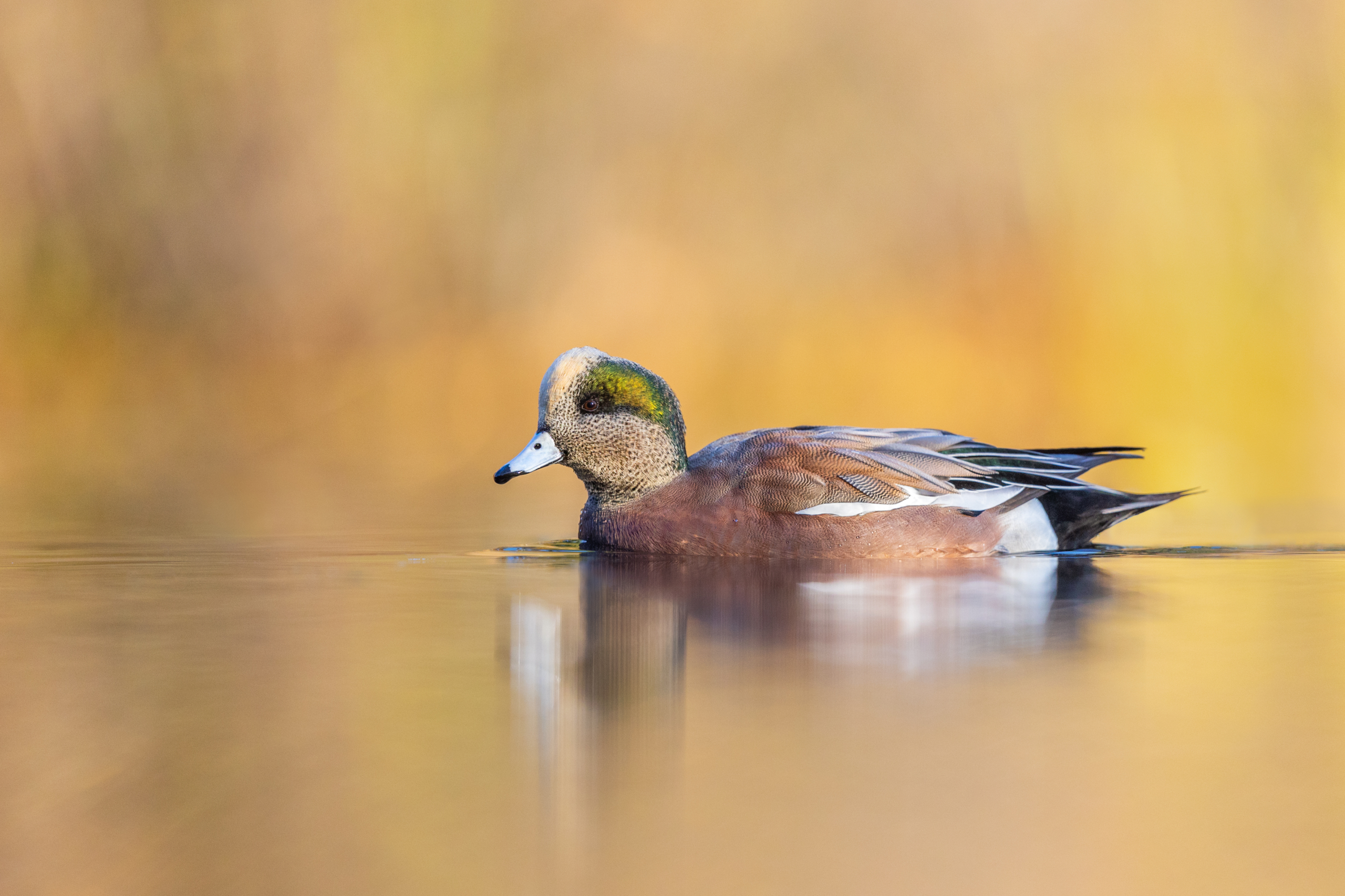 September 2026 Photo Contest - Journal of Wildlife Photography