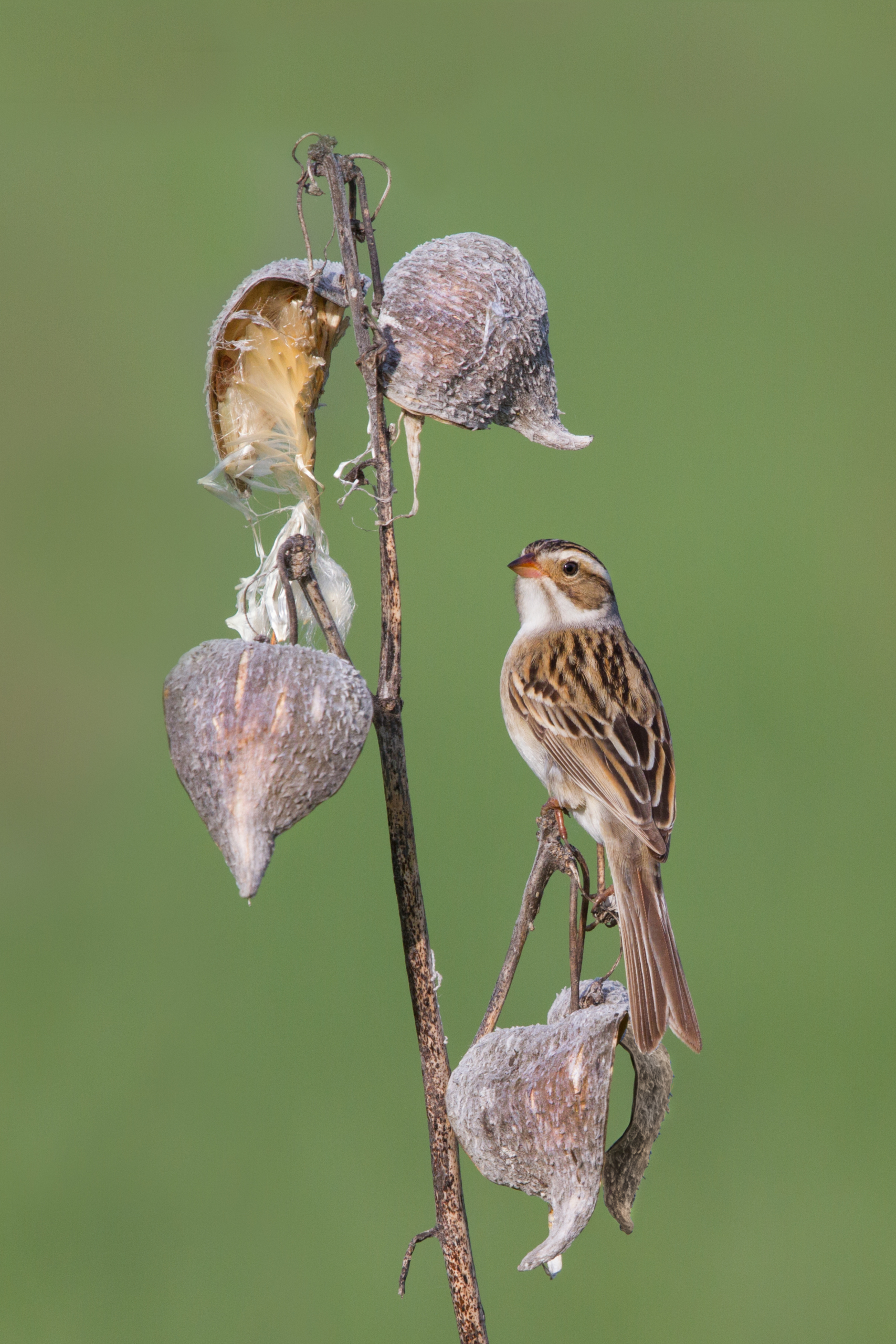 September 2026 Photo Contest - Journal of Wildlife Photography