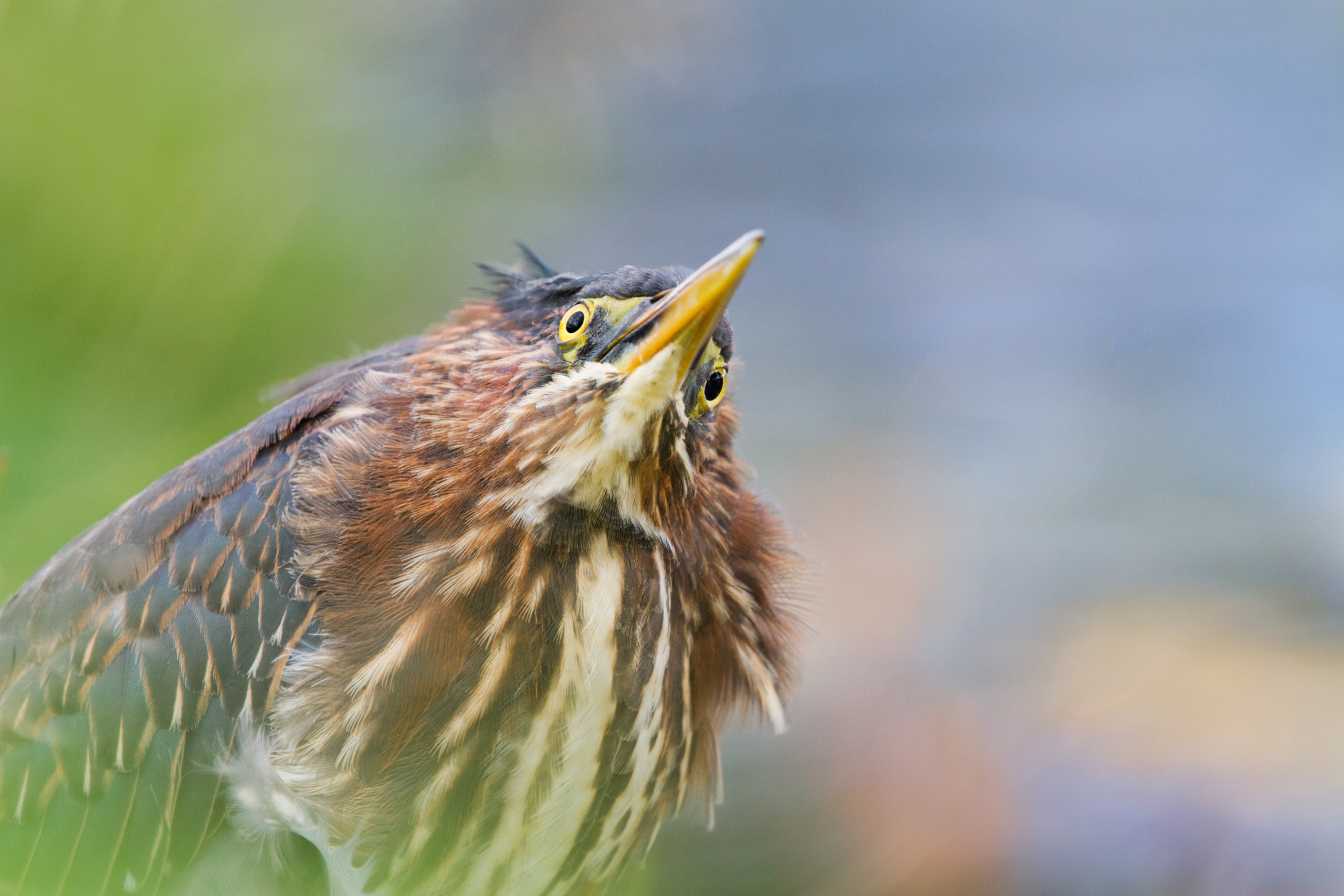 September 2026 Photo Contest - Journal of Wildlife Photography