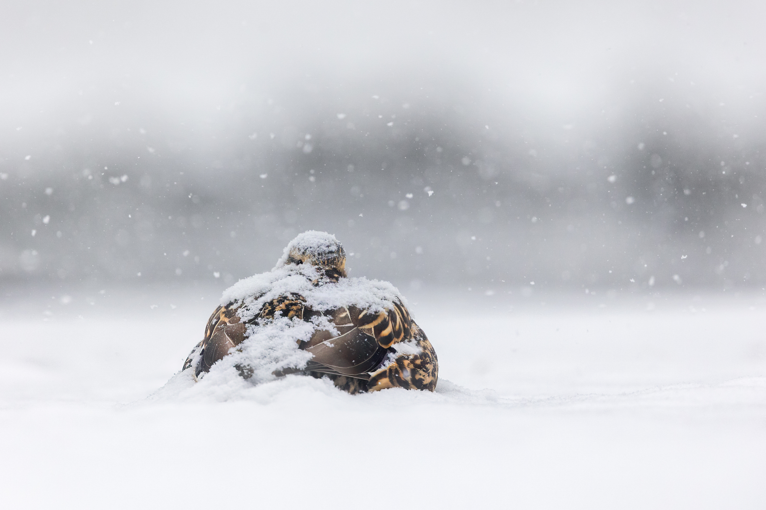 November 2026 Photo Contest - Journal of Wildlife Photography