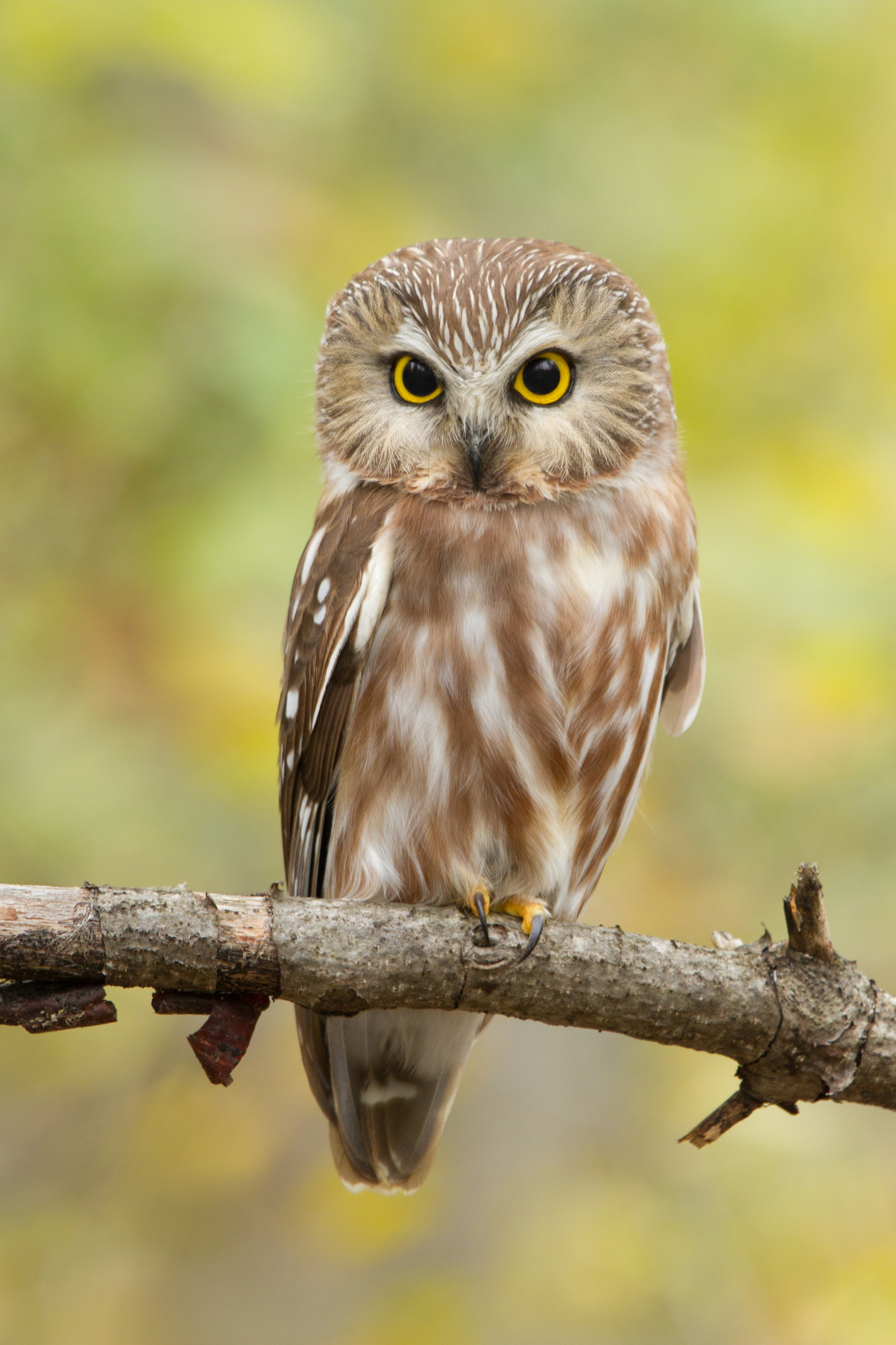 September 2026 Photo Contest - Journal of Wildlife Photography