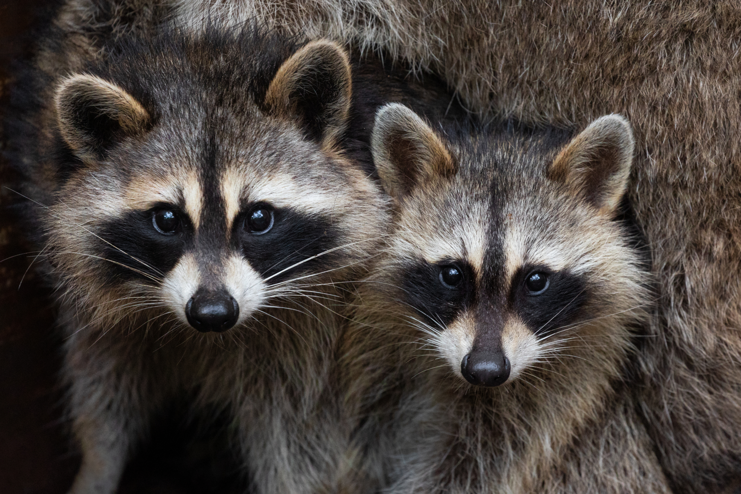 October 2026 Photo Contest - Journal of Wildlife Photography
