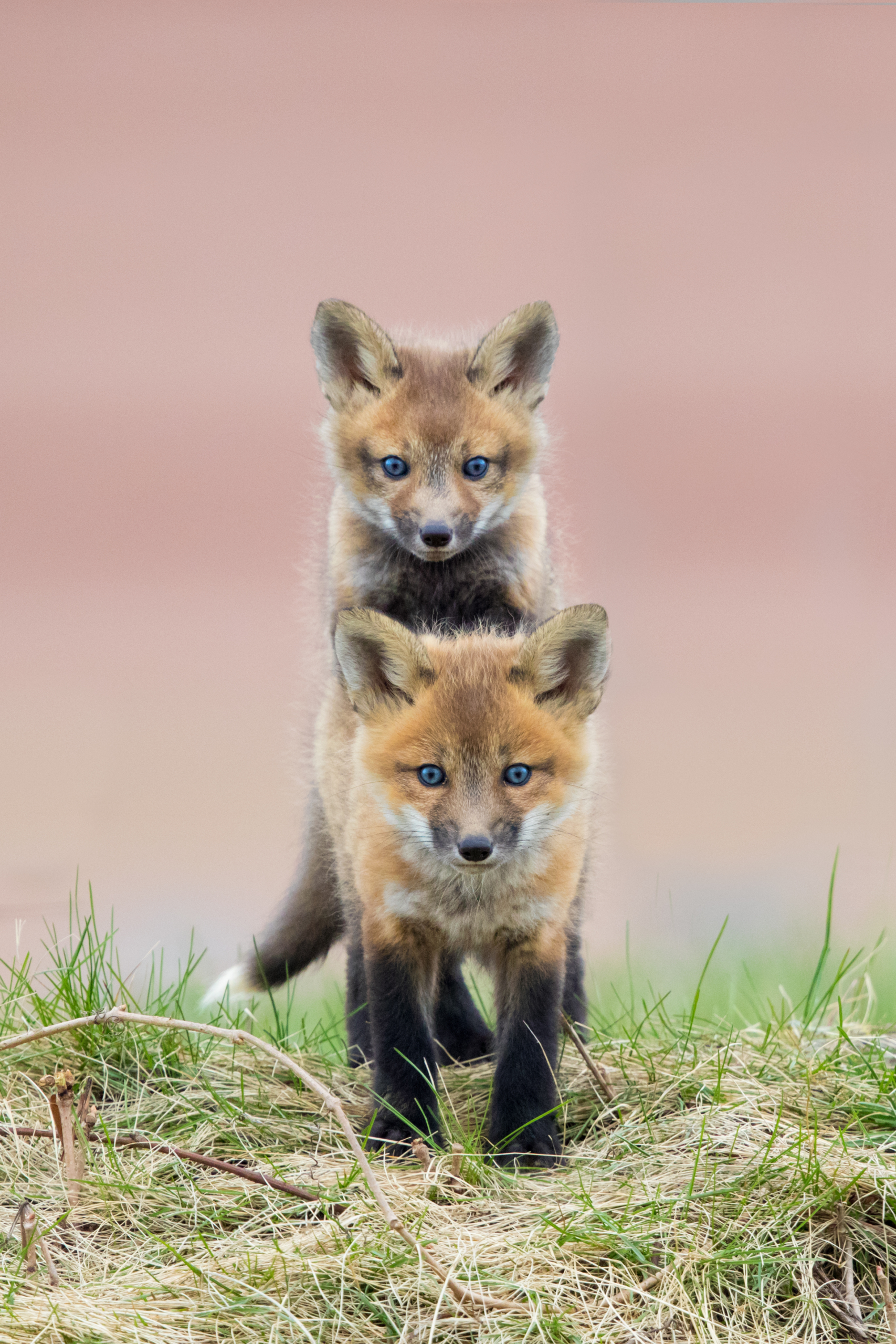 September 2026 Photo Contest - Journal of Wildlife Photography